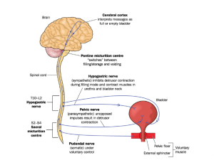 Neurogenic bladder - Synergy Urology